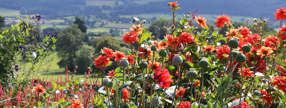 Generic flower shots - Sisley Garden Tours