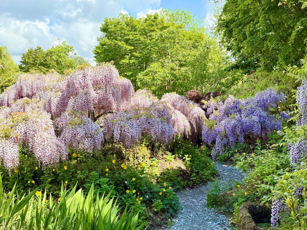 Wiley at Wildside - Sisley Garden Tours